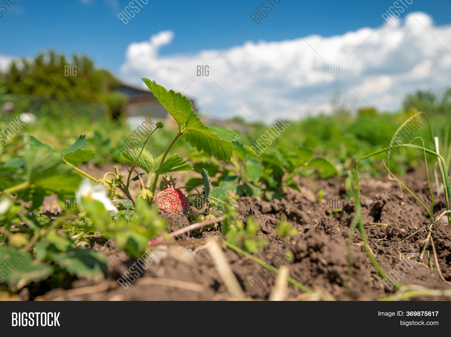 Flowering Strawberry Image & Photo (Free Trial) | Bigstock