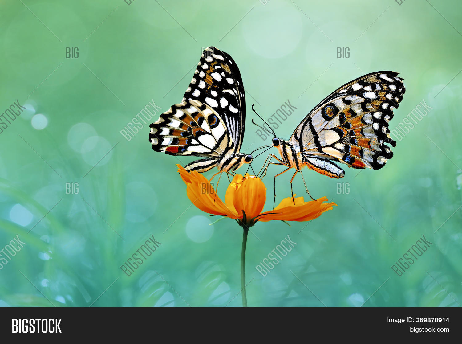 Beautiful Two Image & Photo (Free Trial) | Bigstock