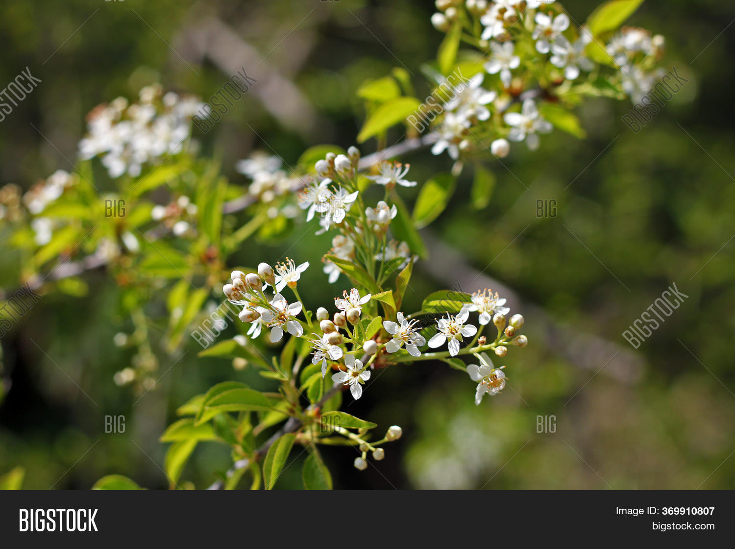 Prunus Mahaleb, Image & Photo (Free Trial) | Bigstock