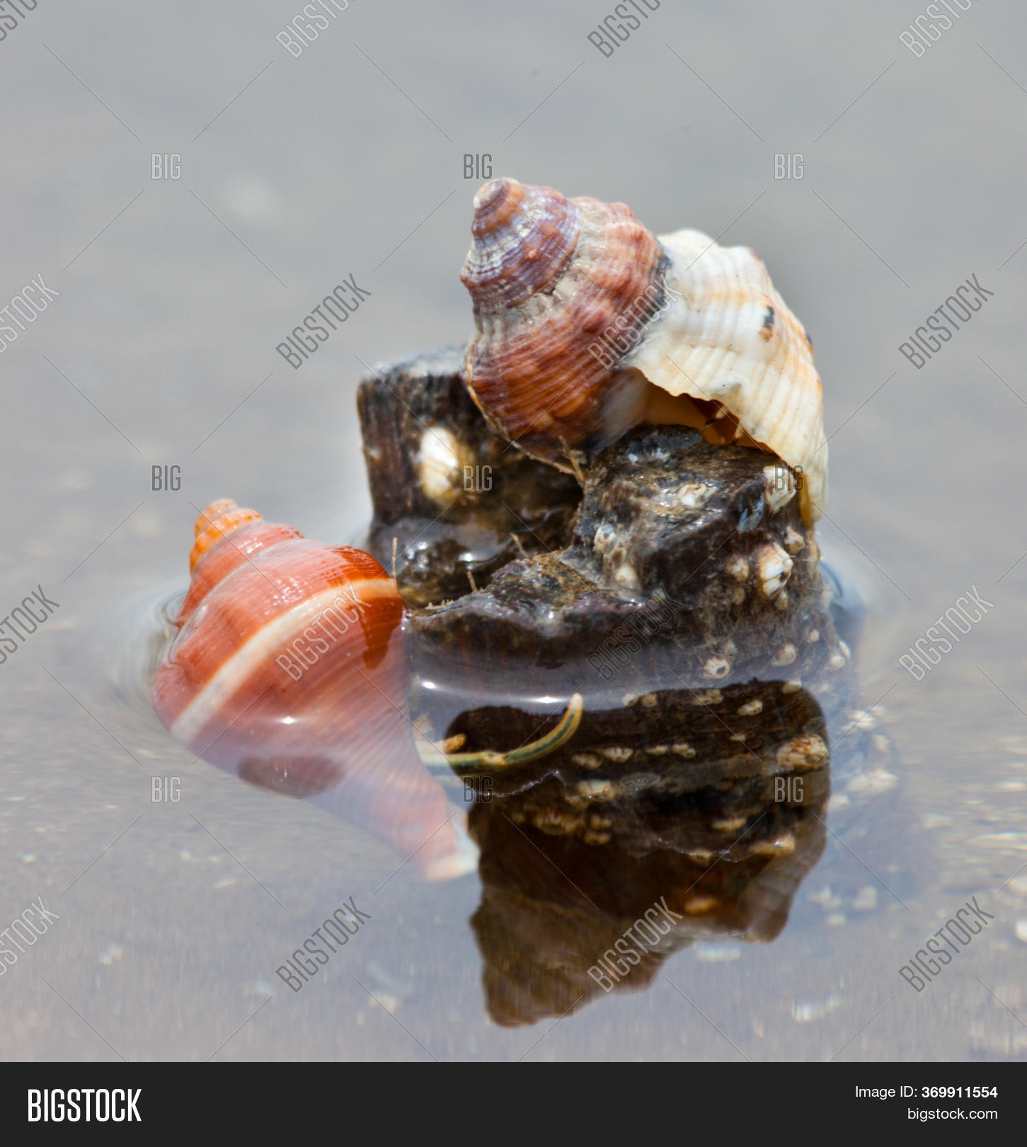 Shells Crustaceans Image & Photo (Free Trial) | Bigstock