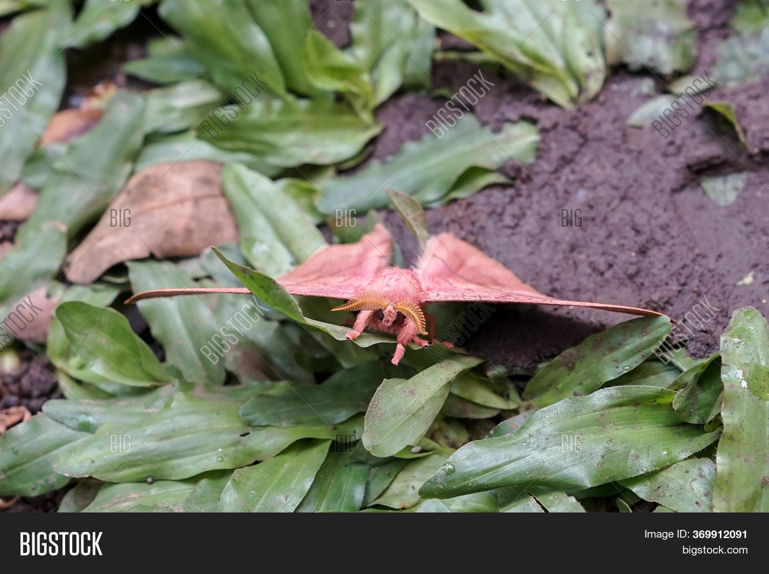 Emperor Gum Moth ( Image & Photo (Free Trial) | Bigstock