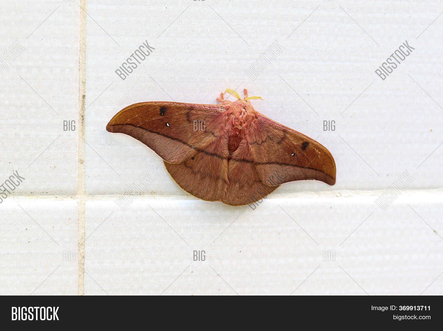 Emperor Gum Moth ( Image & Photo (Free Trial) | Bigstock