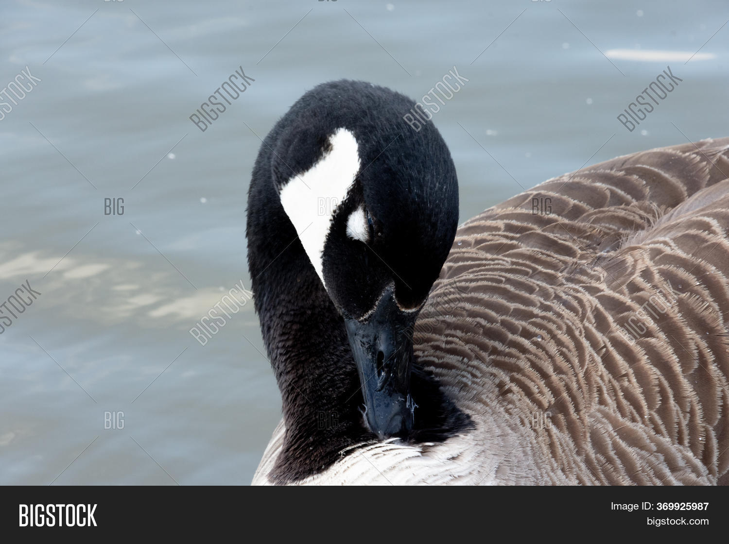Single Canada Goose Image & Photo (Free Trial) | Bigstock