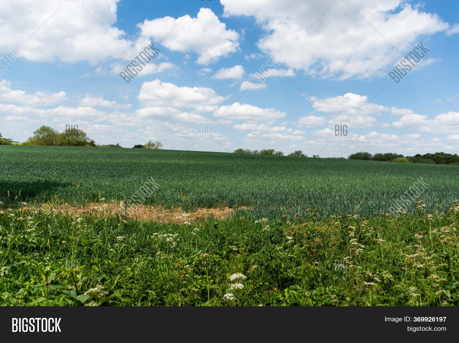 Field Long Green Grass Image & Photo (Free Trial) | Bigstock