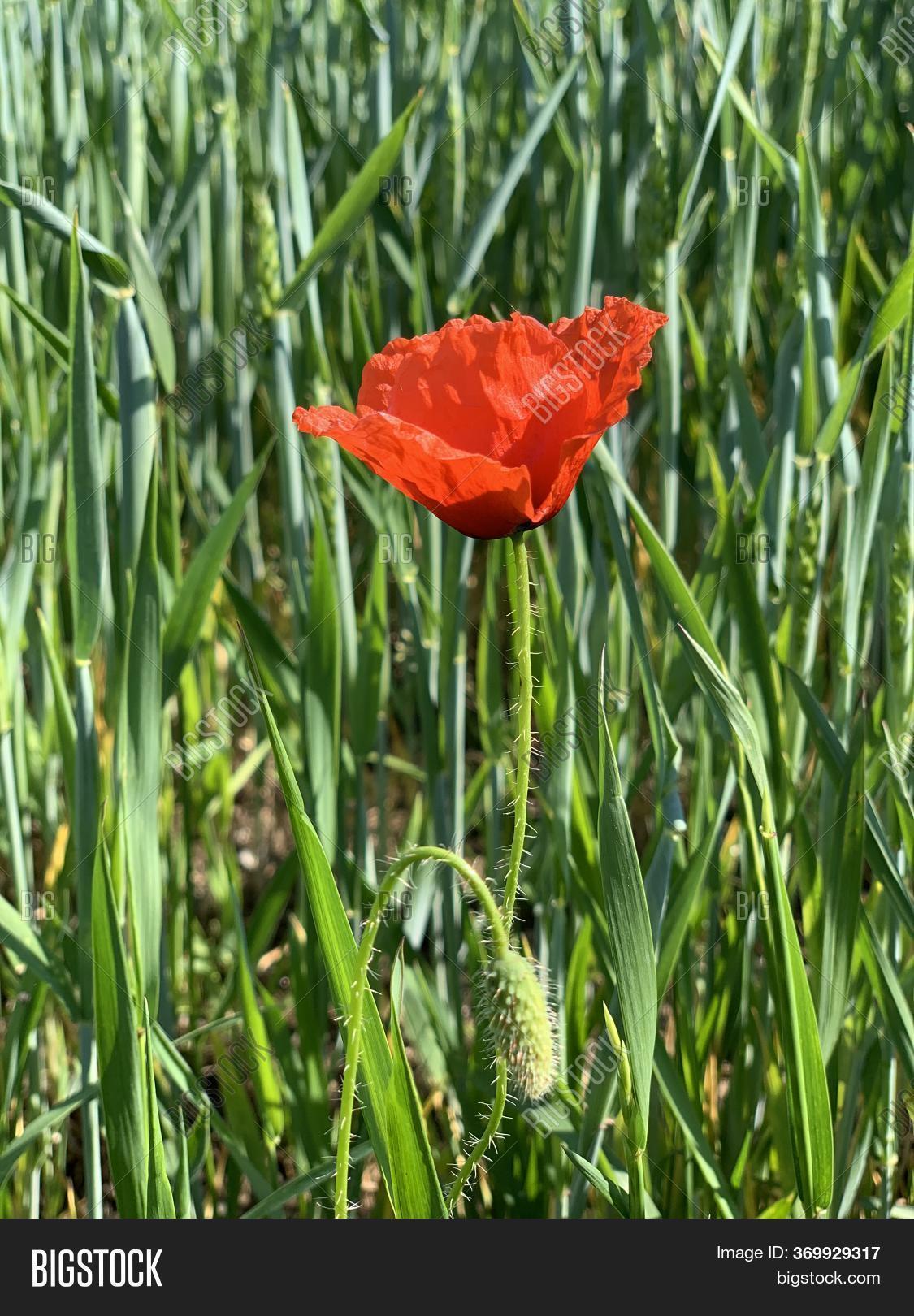 Red Corn Poppy ( Image & Photo (Free Trial) | Bigstock