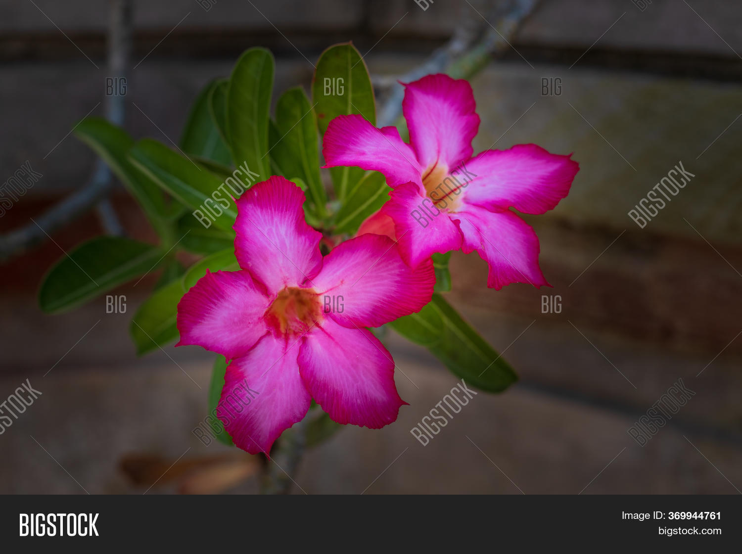 Branch Adenium Obesum Image & Photo (Free Trial) | Bigstock
