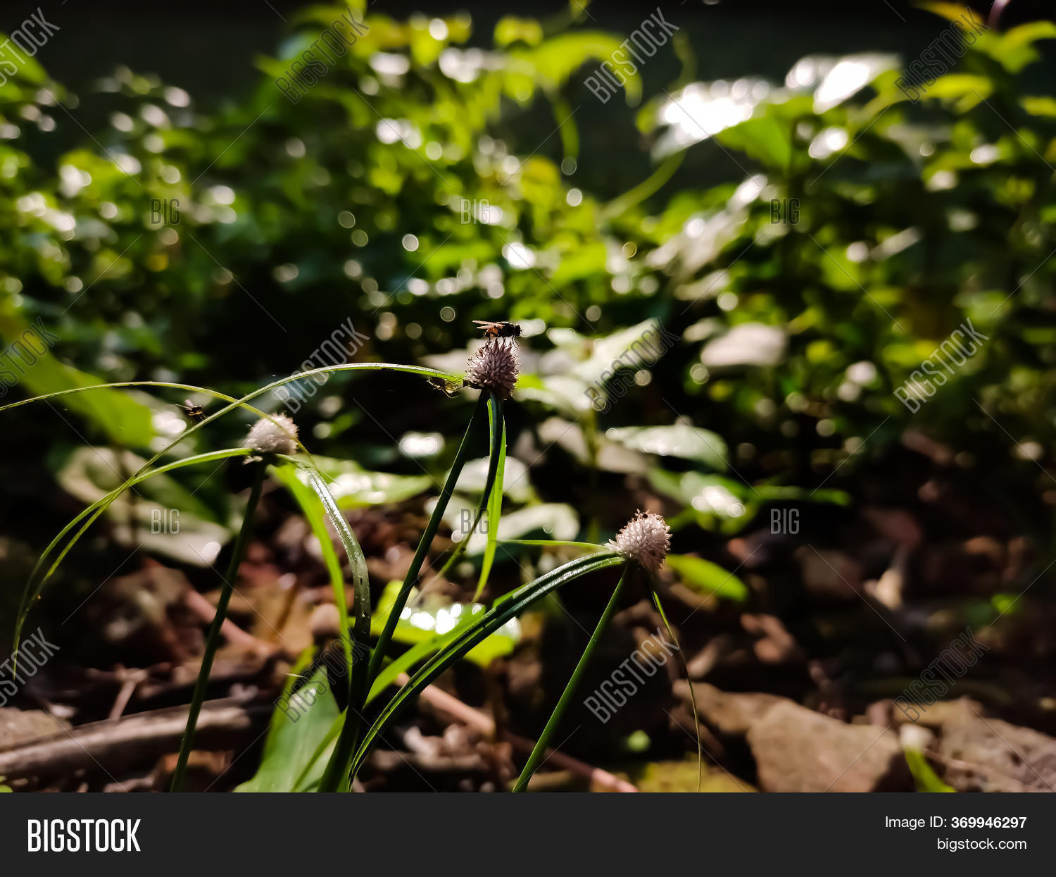 Kyllinga Genus Image & Photo (Free Trial) | Bigstock