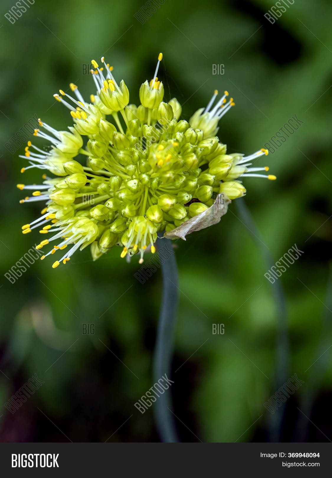 Wild Garlic Blooms, Image & Photo (Free Trial) | Bigstock