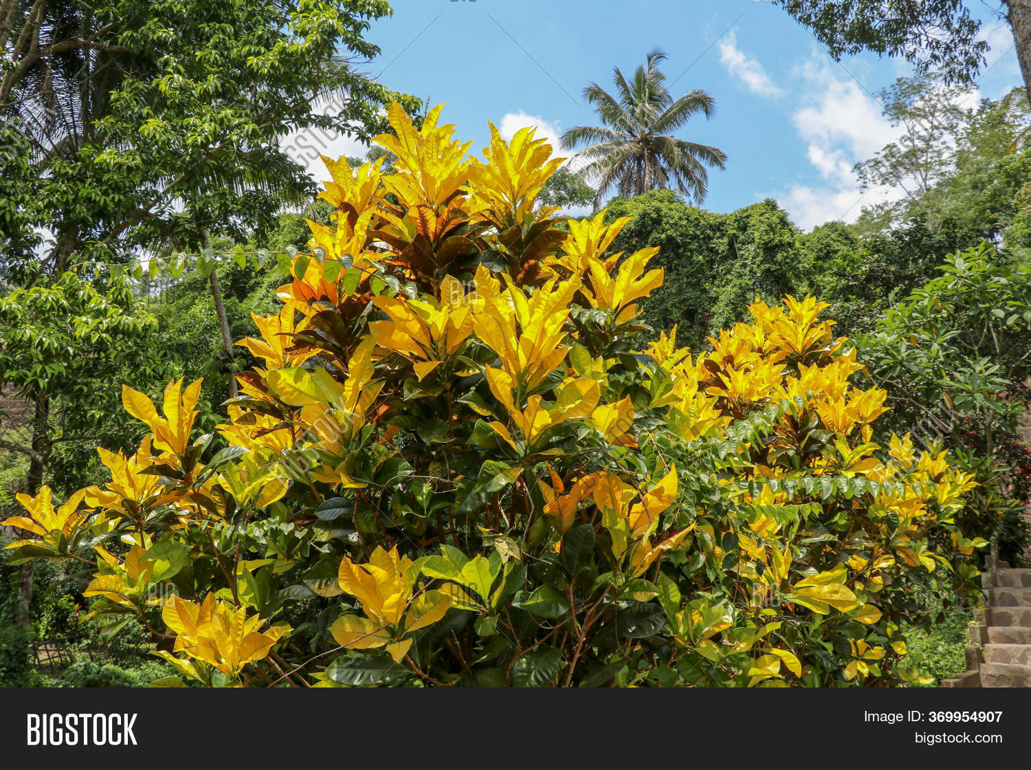 Close Codiaeum Image & Photo (Free Trial) | Bigstock