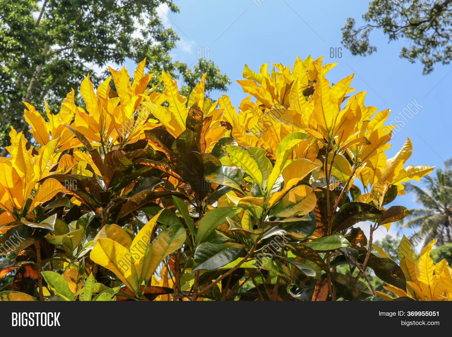 Close Codiaeum Image & Photo (Free Trial) | Bigstock