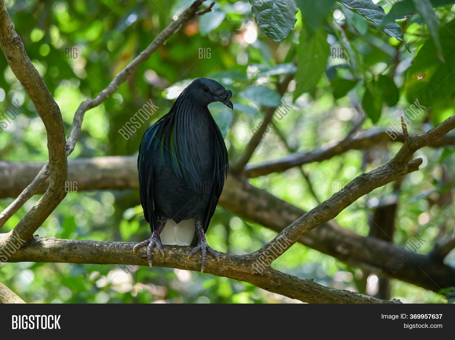 Nicobar Pigeon On Image & Photo (Free Trial) | Bigstock