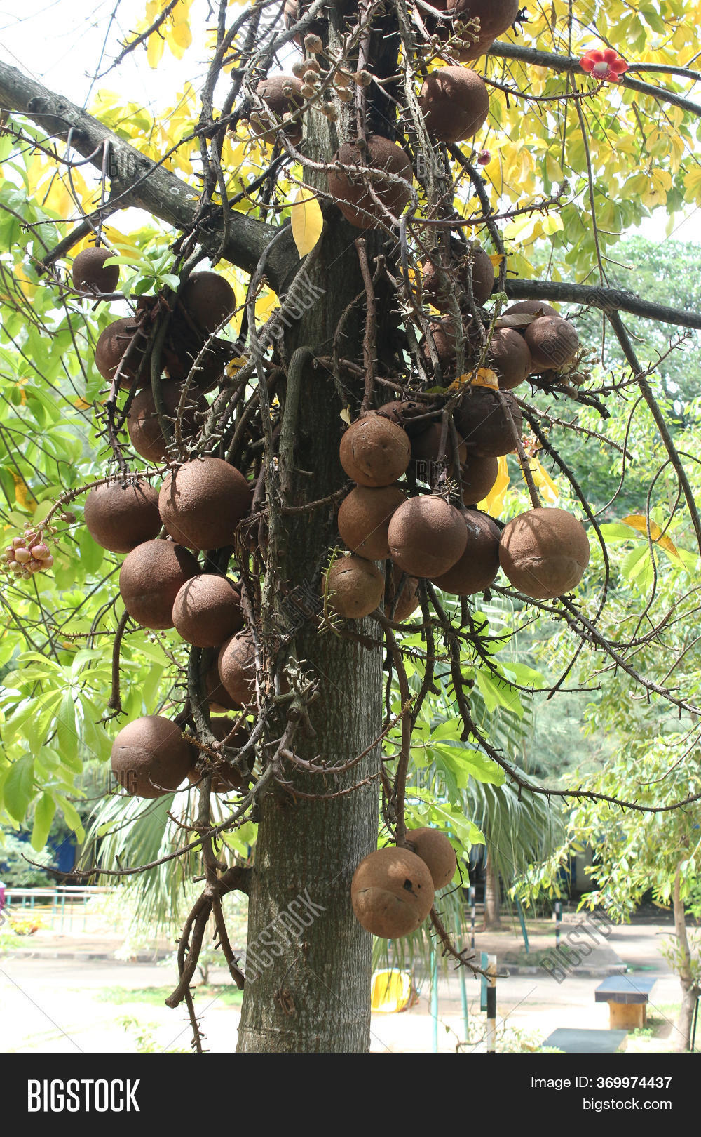 Cannon Ball Tree Image & Photo (Free Trial) | Bigstock