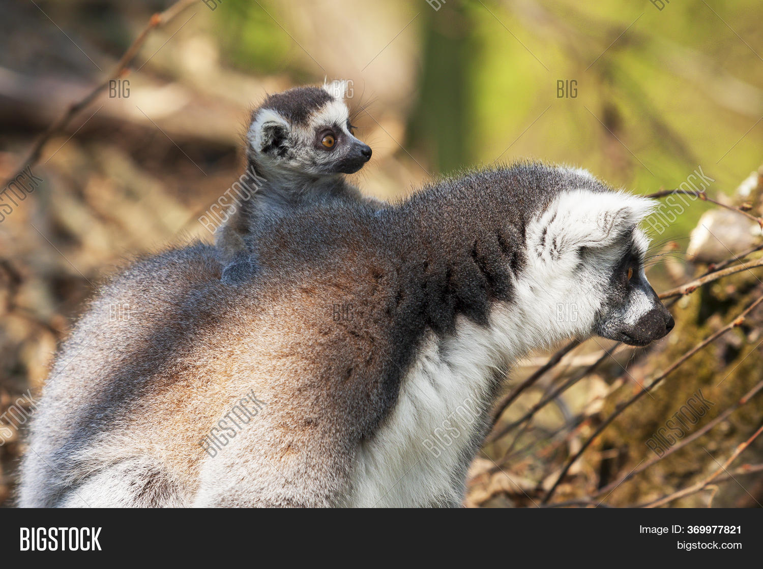 Portrait Lemuriformes Image & Photo (Free Trial) | Bigstock