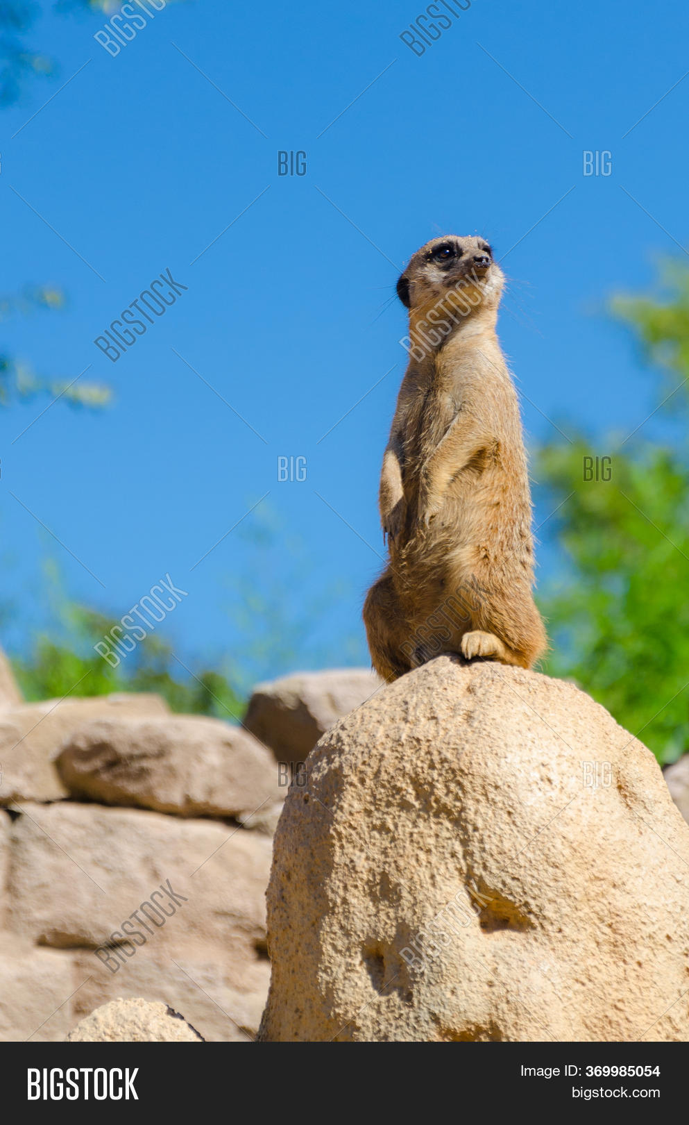 Meerkat Looking Out Image & Photo (Free Trial) | Bigstock