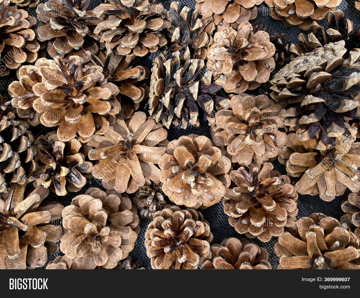Pine Cones. Tree Seeds Image & Photo (Free Trial) | Bigstock