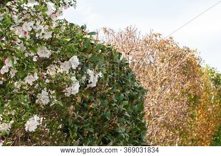 Side View Hedge Image & Photo (Free Trial) | Bigstock