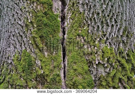 Bark Trunk Ash Tree Image & Photo (Free Trial) | Bigstock