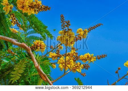 Radha Chuda Flower Image & Photo (Free Trial) | Bigstock