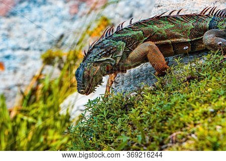 Iguana Dragon. Iguana Image & Photo (Free Trial) | Bigstock