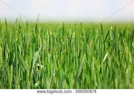 Green Crop Grass On Image & Photo (Free Trial) | Bigstock