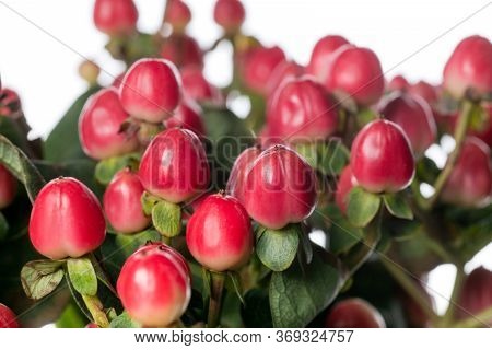 Hypericum Pink, Red. Image & Photo (Free Trial) | Bigstock
