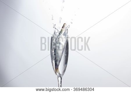Sardine Healthy Fish Image & Photo (Free Trial) | Bigstock