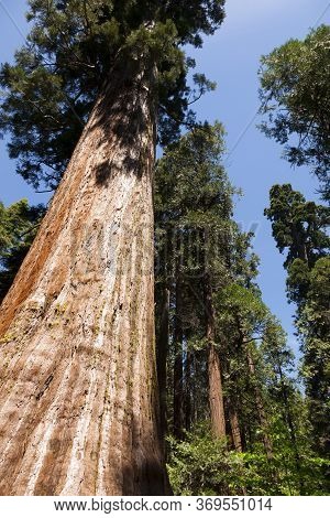 Forest Sequoias Tree Image & Photo (Free Trial) | Bigstock