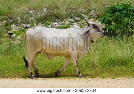 Zebu Long-horned Image & Photo (Free Trial) | Bigstock