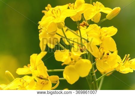 Close Rapeseed Image & Photo (Free Trial) | Bigstock