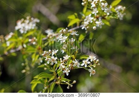 Prunus Mahaleb, Image & Photo (Free Trial) | Bigstock