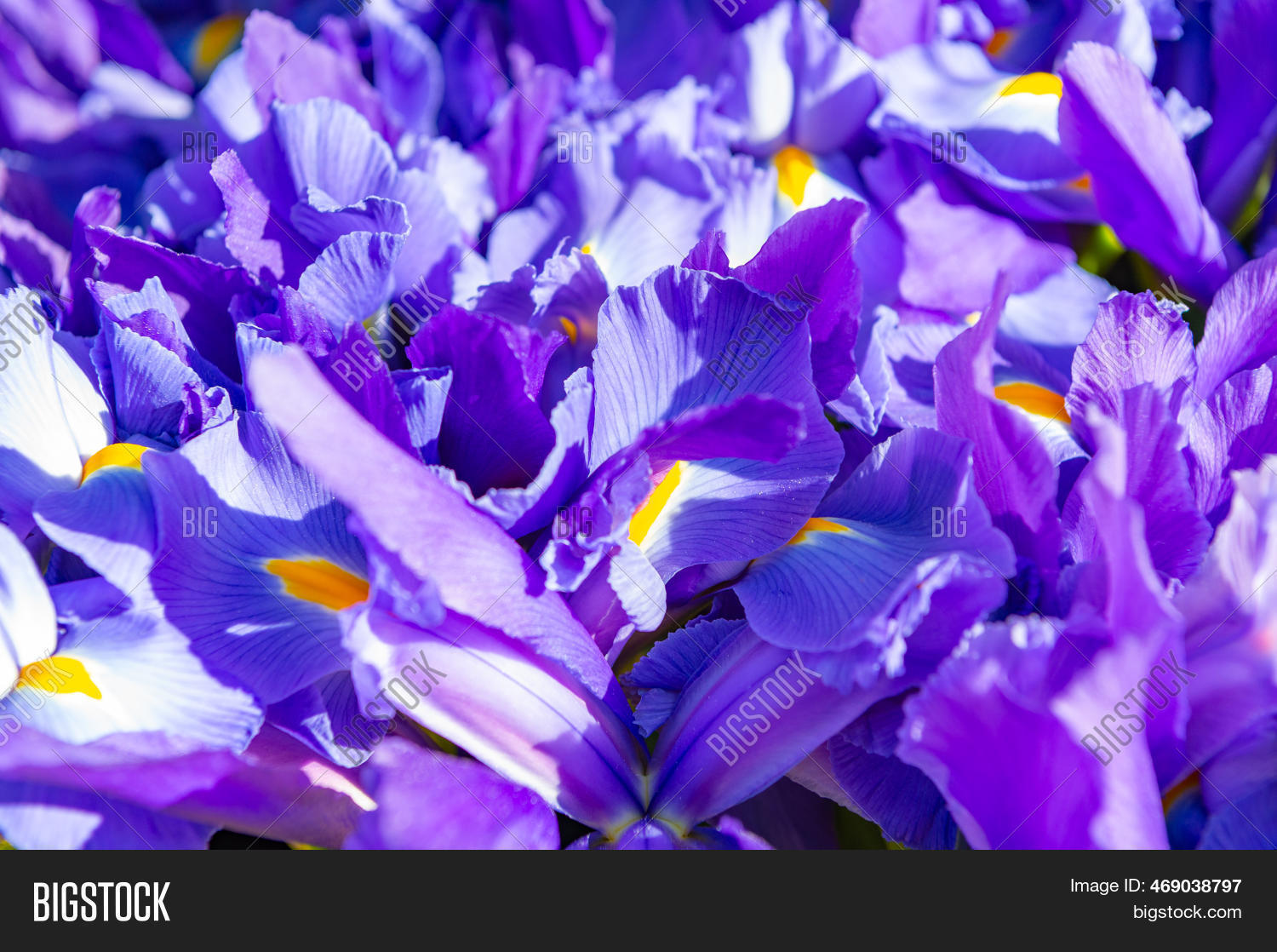Iris Flower Background Image & Photo (Free Trial) | Bigstock