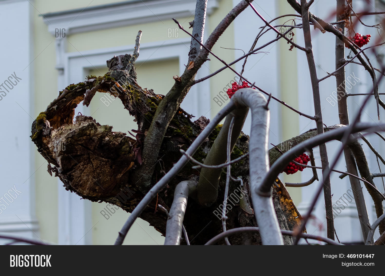 Broken Mutilated Tree Image & Photo (Free Trial) | Bigstock