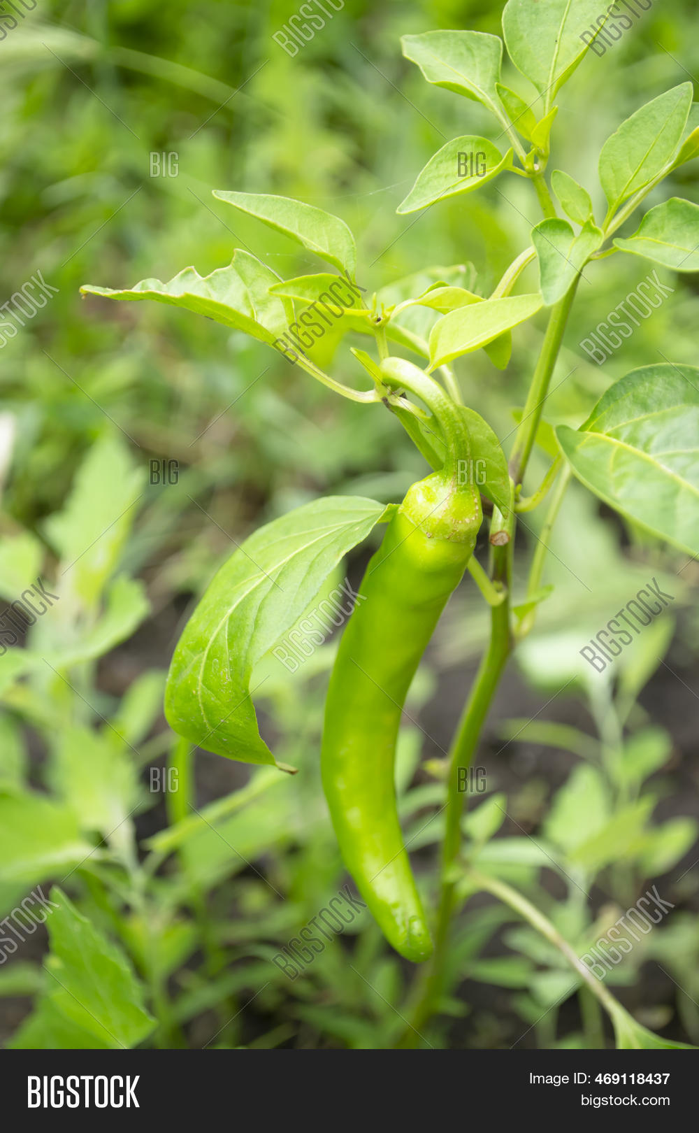 On Small Chili Bush Image & Photo (Free Trial) | Bigstock