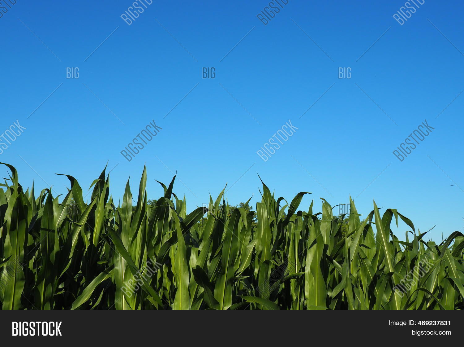 Corn Tall Annual Image & Photo (Free Trial) | Bigstock