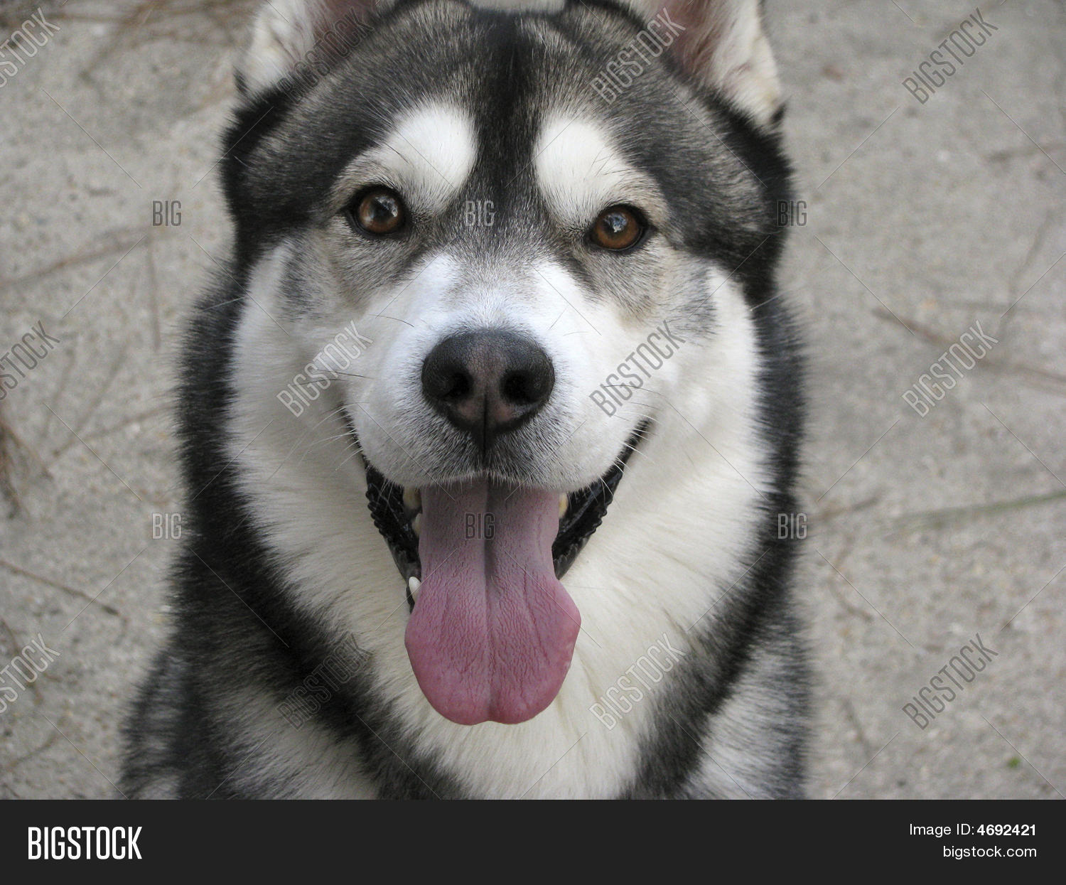 Smiling Siberian Husky Image & Photo (Free Trial) | Bigstock