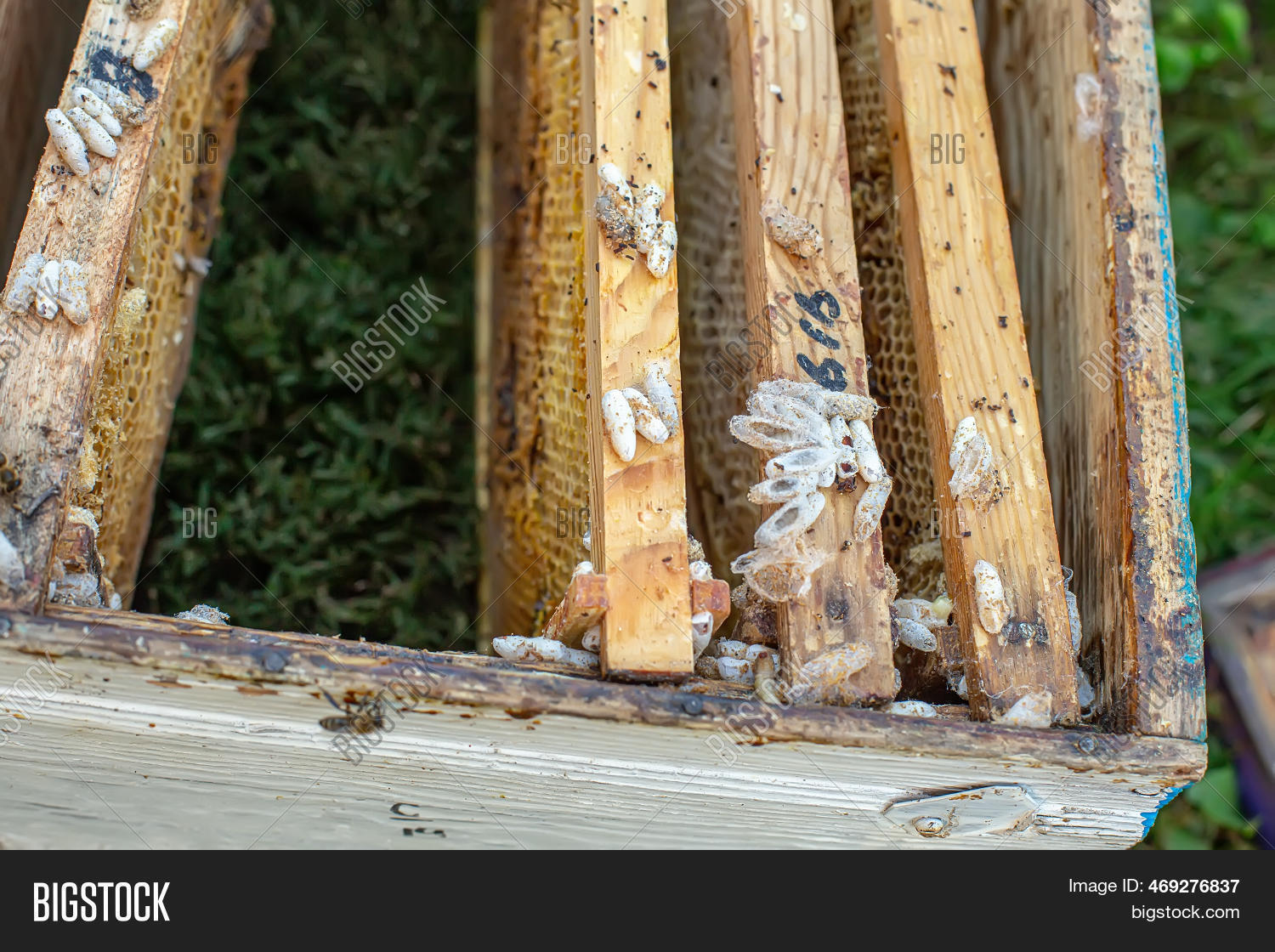 Fully-grown Larvae Image & Photo (Free Trial) | Bigstock