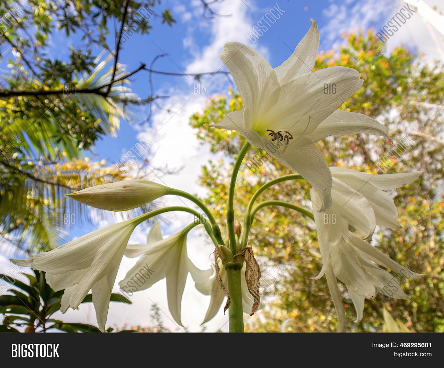 Bouquet Madonna Lily Image & Photo (Free Trial) | Bigstock