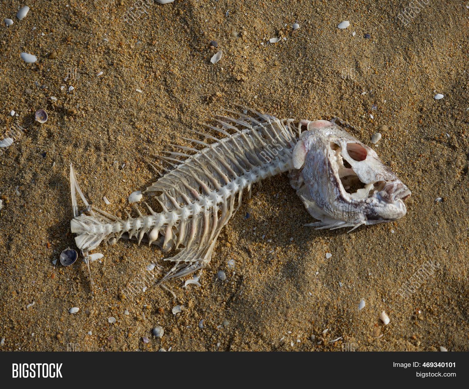 Incomplete Decomposed Image & Photo (Free Trial) | Bigstock