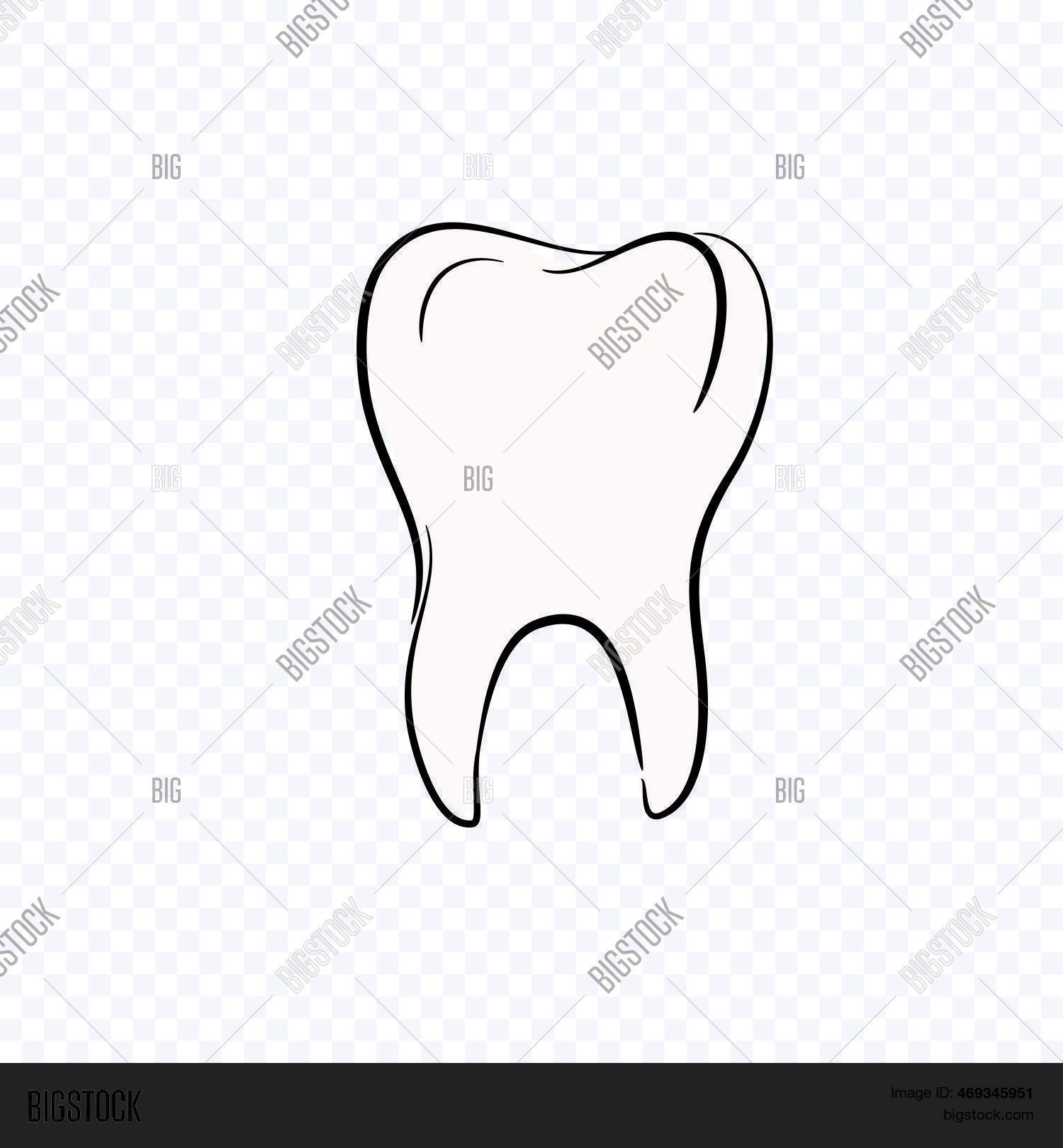Tooth Isolated. Tooth Vector & Photo (Free Trial) | Bigstock