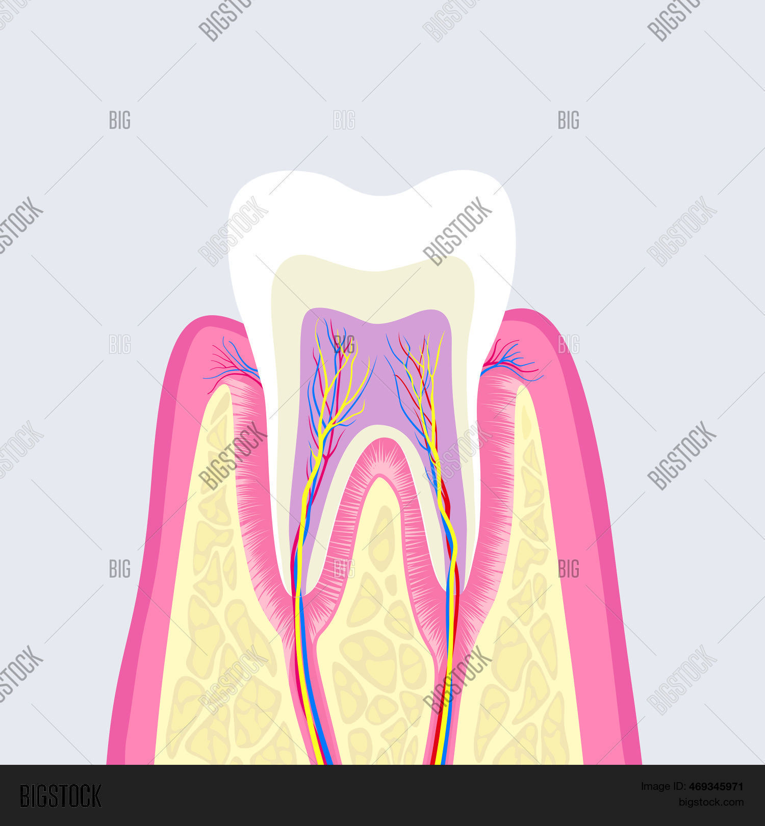 Tooth Structure. Vector & Photo (Free Trial) | Bigstock