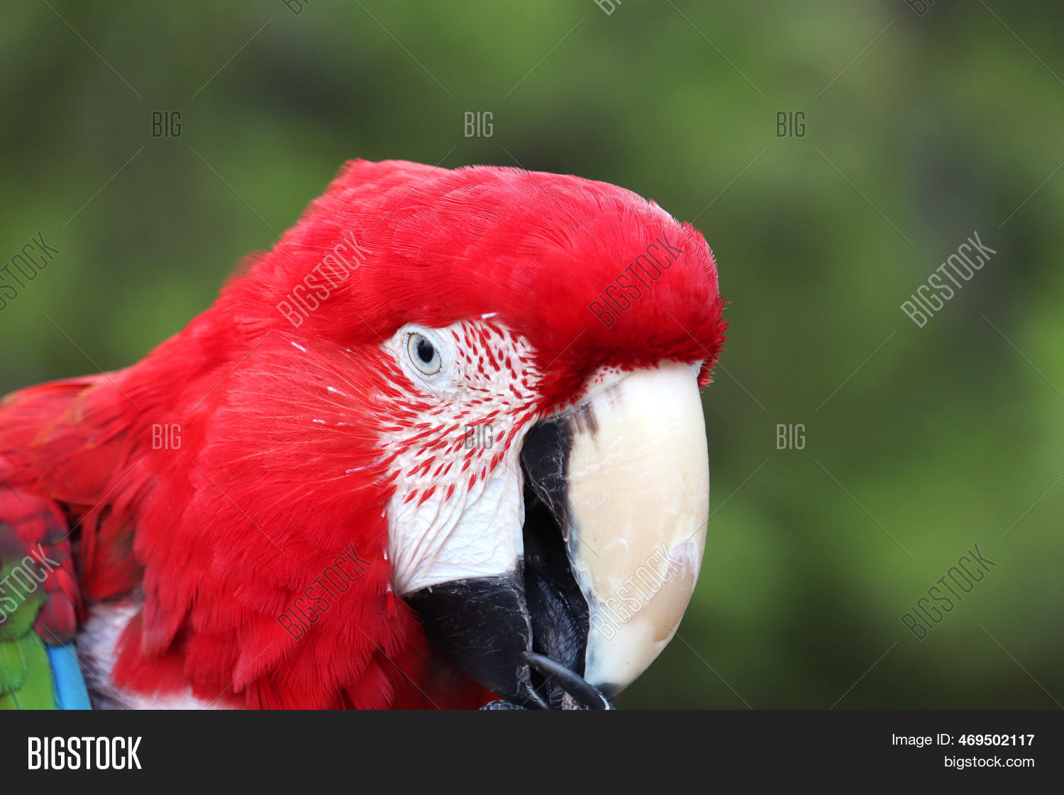 Portrait Red Macaw Image & Photo (Free Trial) | Bigstock