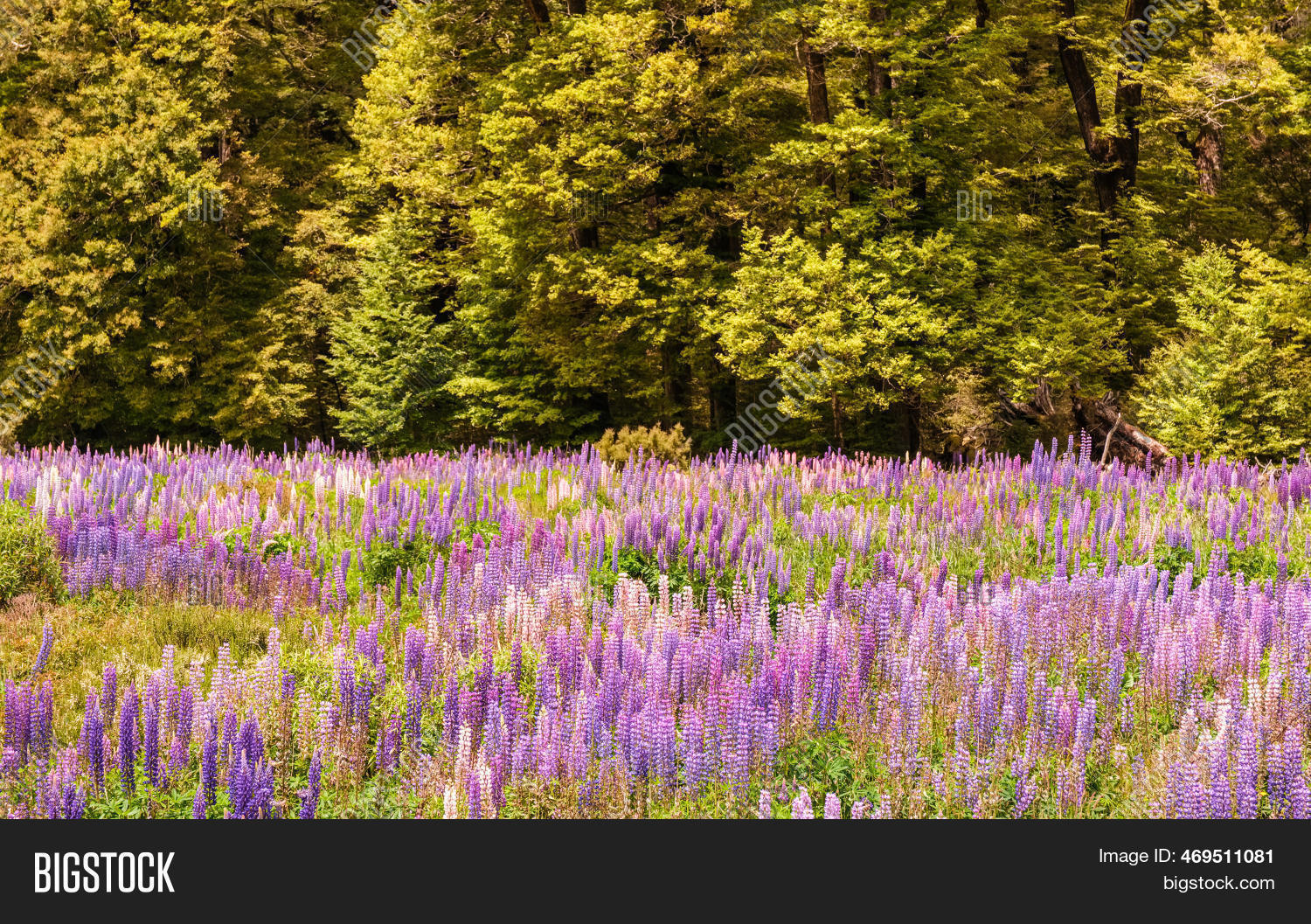 Field Lupin Flowers Image & Photo (Free Trial) | Bigstock
