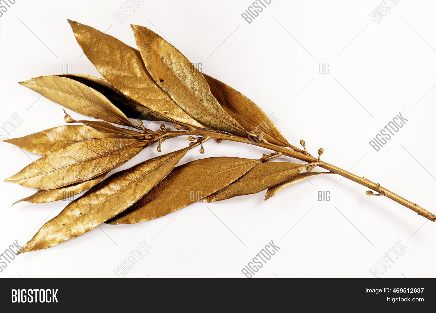 Golden Laurel Branch Image & Photo (Free Trial) | Bigstock