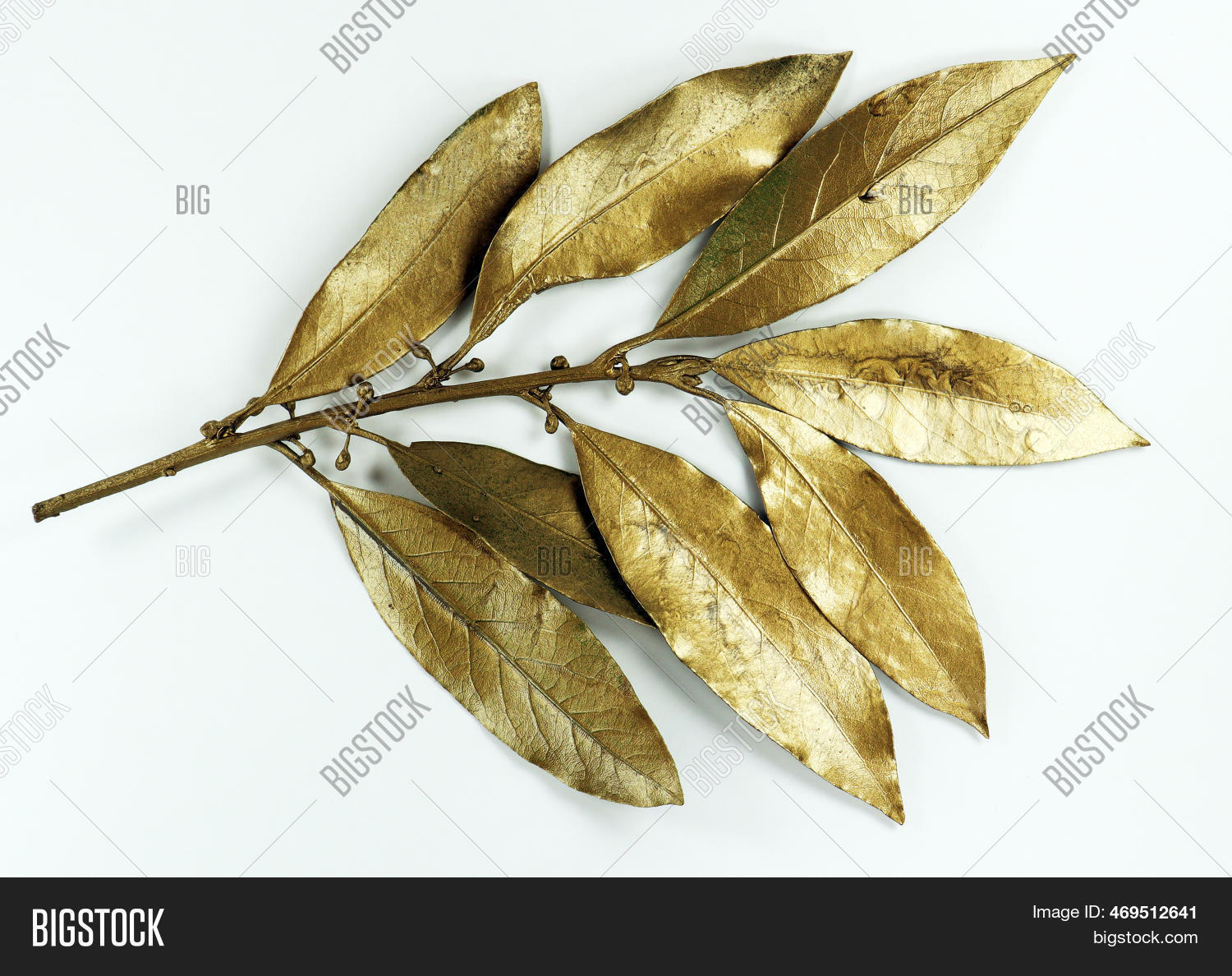 Golden Laurel Branch Image & Photo (Free Trial) | Bigstock