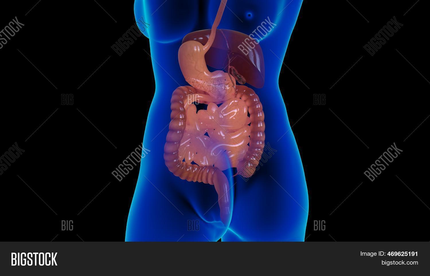 Digestive System Image & Photo (Free Trial) | Bigstock