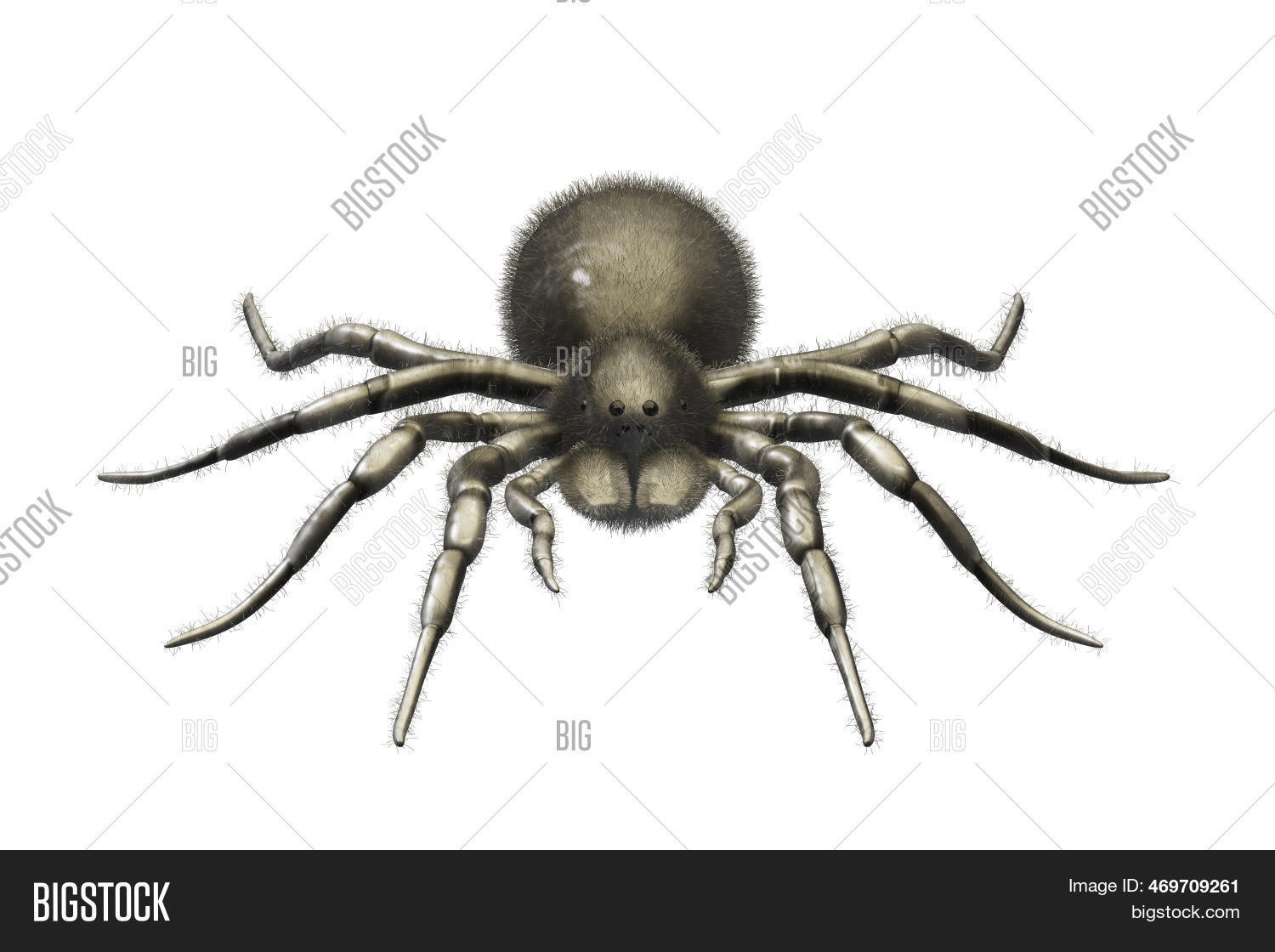 3d Rendered Spider Image & Photo (Free Trial) | Bigstock