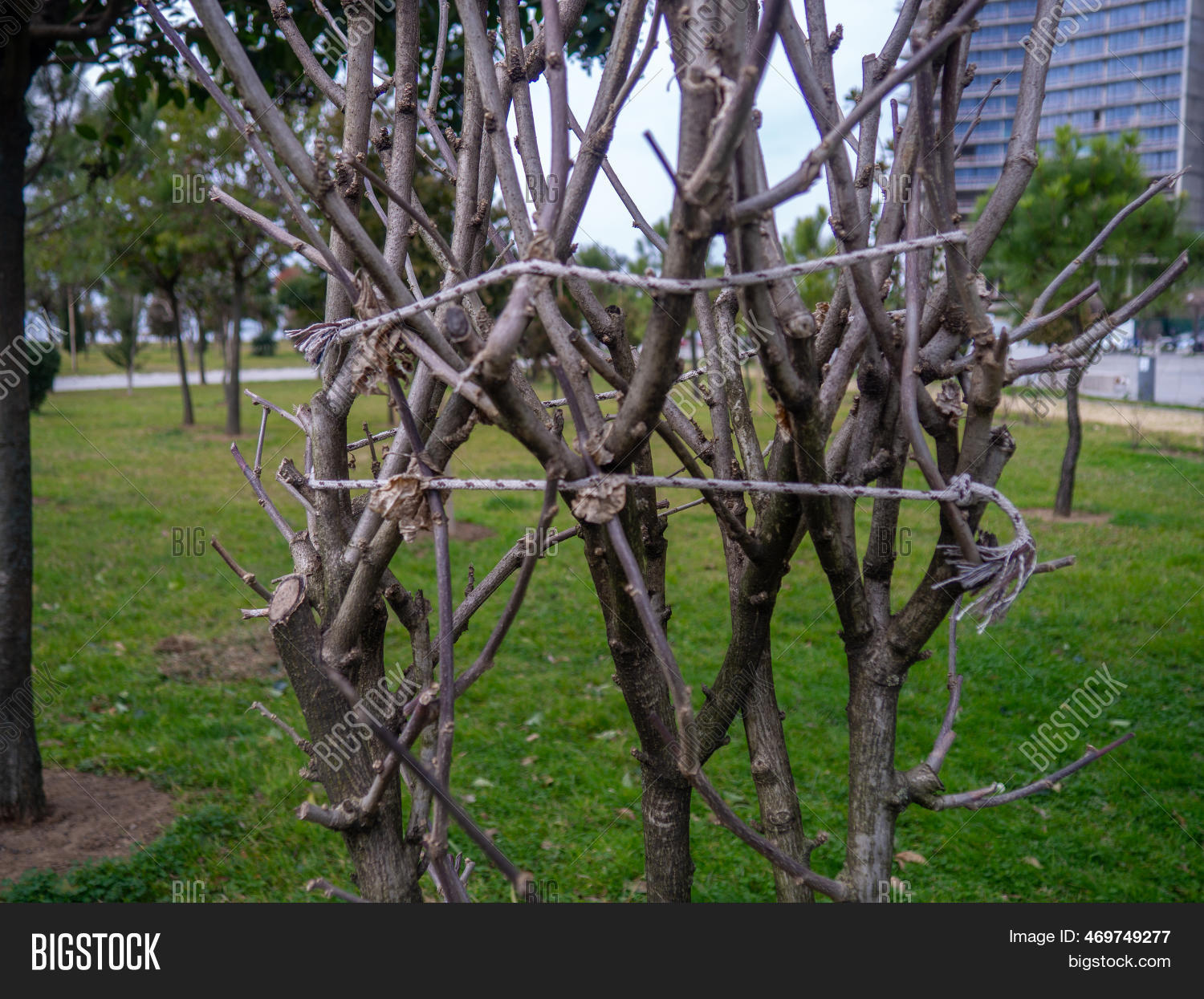 Tied Branches Bush Image & Photo (Free Trial) | Bigstock