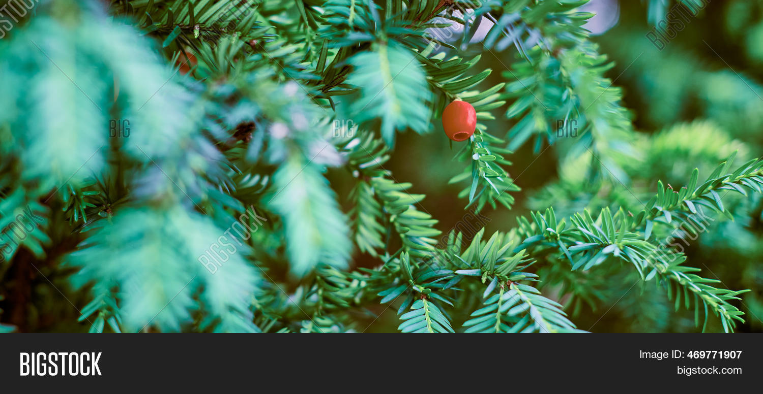 European Yew Tree, Image & Photo (Free Trial) | Bigstock