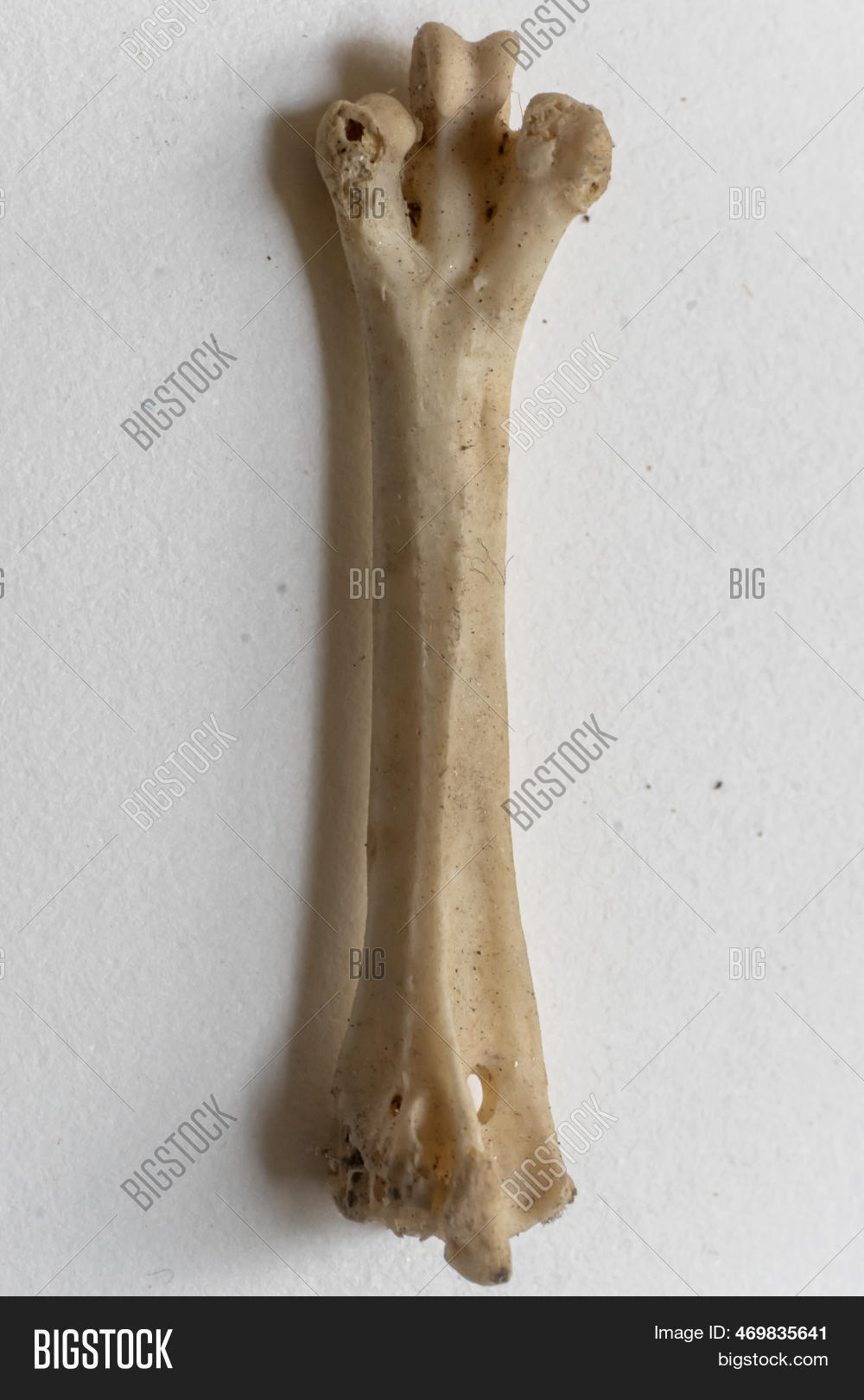 Tarsometatarsus Part Image & Photo (Free Trial) | Bigstock