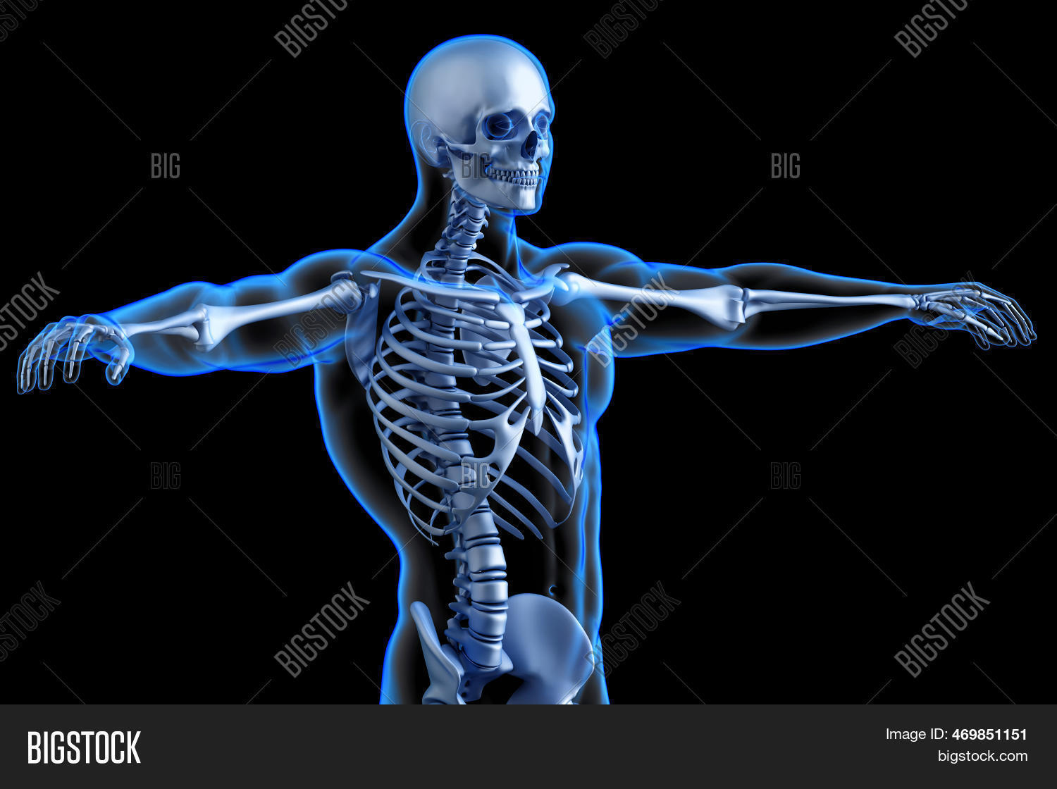 Human Skeleton Torso. Image & Photo (Free Trial) | Bigstock